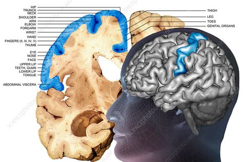 Brain Diagram Sensory Cortex