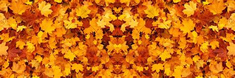 100 000 Free Website Header Design And Website Images Pixabay