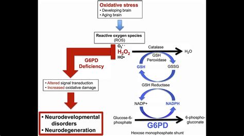 What Is G6pd Deficiency And How It Increases Risk Of Severe Covid And