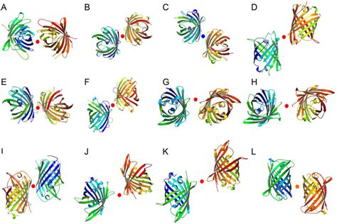 Examples Of The Gfp Dimer Observed Download Scientific Diagram