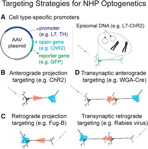 Nonhuman Primate Optogenetics Recent Advances And Future Directions