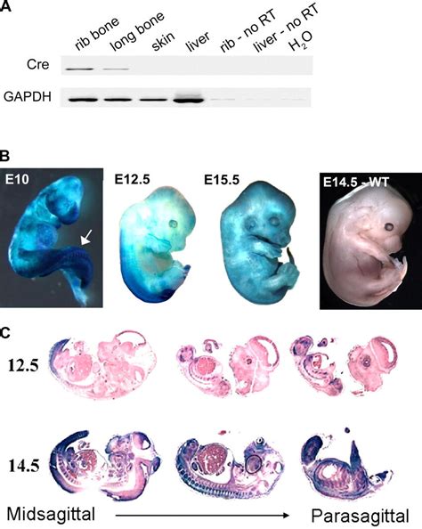 Expression Of Cre Recombinase In Col3 6 Cre Transgenic Mice A Pcr Download Scientific