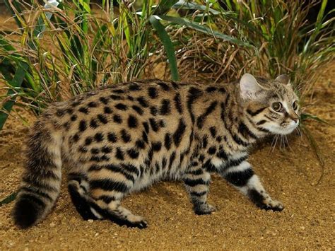 Black Footed Cat Artofit
