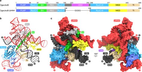 Iscb ωrna 核糖核蛋白复合物的结构，该复合物可能是 Crispr Cas9 的祖先 Nature Communications X Mol