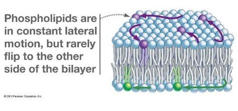 BISC L Cell Membrane Structure Function Flashcards Quizlet