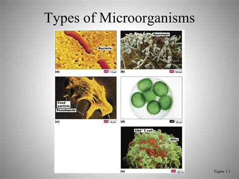Ppt Slide 1 List Of Slides Slide 2 Fig 1 1 P 5 Types Of Microorganisms Slide 3 Fig 1 6 P