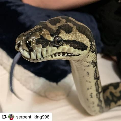 Backwater Reptiles Backwaterreptiles • Photos Et Vidéos Instagram