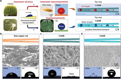 Lossless And Directional Transport Of Droplets On Multi‐bioinspired