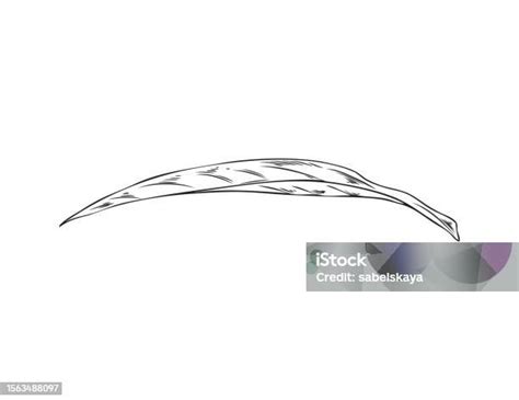 손으로 나뭇잎을 그리고 흰색 배경에 분리된 스케치 벡터 그림을 그립니다 참깨 식물 조각 질감이 있는 단색 식물 요소 자연 개념입니다 건강관리와 의술에 대한 스톡 벡터 아트