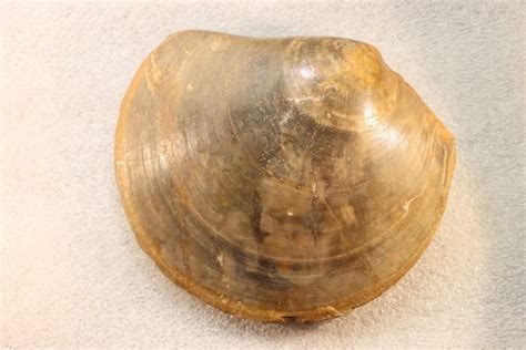 Plagiostoma Semicircularis Aalenien Belmont France