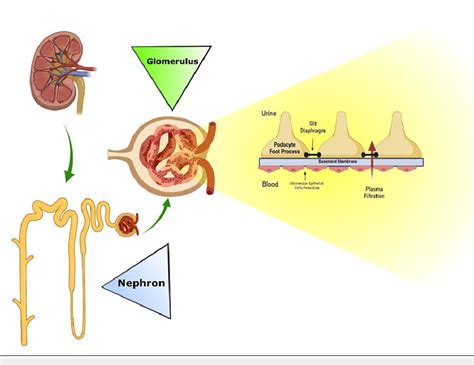 Schematic Drawing Of A Typical Nephron Glomerulus And Glomerular My Xxx Hot Girl