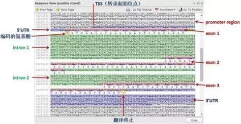 Dna序列查询——ncbi良心教程，寻找基因转录本序列及相关编码蛋白 深圳市安培生物科技有限公司