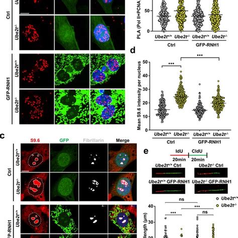 Loss Of Ube2t Contributes To R Loop And Trc Accumulation In Mefs A B