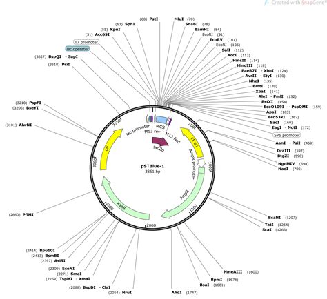 Pbluescript Sk Snapgene