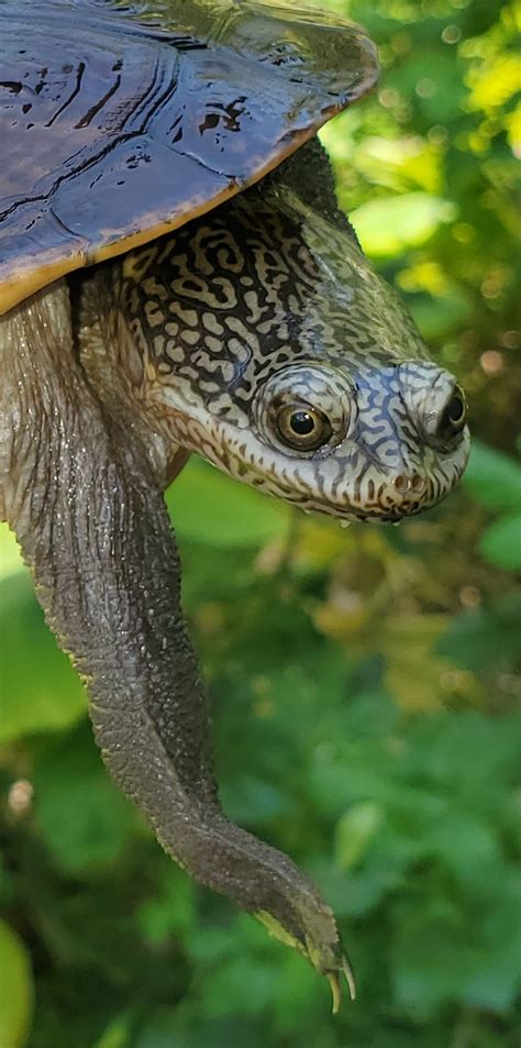 The Christopher Hansen The Christopher Hansen Project