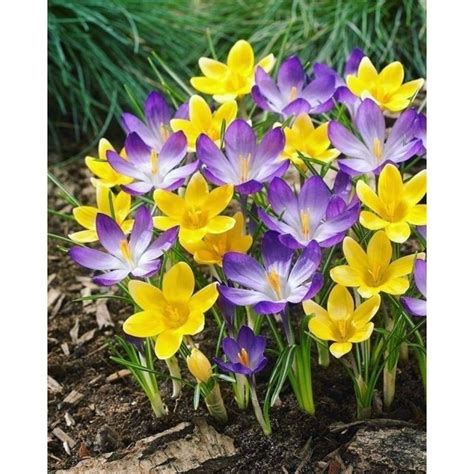 Jual Halaman Elit Garden New Tanaman Hias Lili Hujan Bunga Hidup Rain Lily Hujan Tanaman Hias