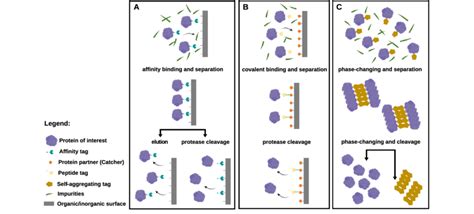 Schematic Representation Of The Different Types Of Protein Binding