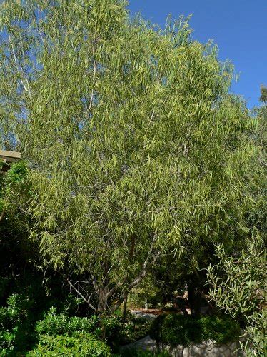 Geijera Parviflora Australian Willow Wilga Plant Lust