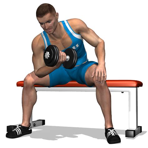 Bicep Curls On Bench Best Wallpaper Brandt