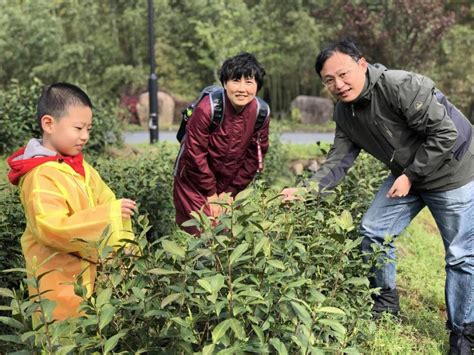 春季亲子游阳春三月到江南挖笋采茶正当时 安吉三悦自然营地