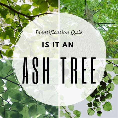 Identifying Ash Trees Quiz Black Diamond Tree Service