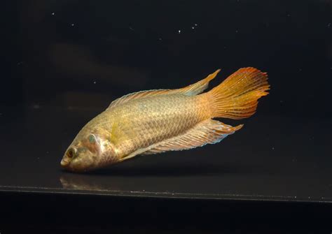 버들붕어약 5cm 암컷 수토리아쿠아