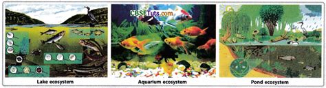 What Is An Ecosystem Types Importance And Functions Of Ecosystem CBSE Tuts