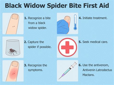 How To Identify And Treat Black Widow Spider Bites 10 Steps