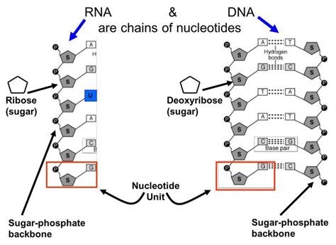 Nucleotide Examples