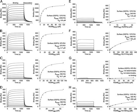 Spr Based Equilibrium Binding Experiments Between Rgms And Gdf5 A H