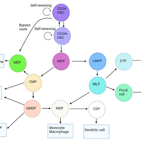 The Human Blast Cell Hierarchy Which Displays The Maturation Of Hscs