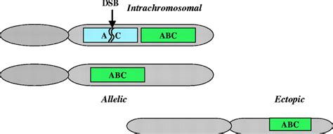 Homologous Sequences At Different Positions In The Genome Can Be Used