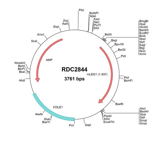 Human P Selectincd62p Np002996 Versaclone Cdna Rdc1881 Randd Systems