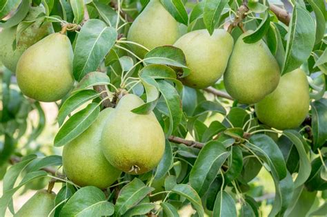 12 Types Of Pear Trees To Grow In Your Yard