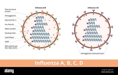 Influenza Types A B C D Four Types Of Influenza Virus Cell