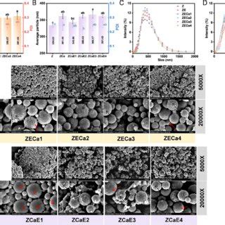 The Average Particle A B Size Distribution C D And SEM Images Download Scientific