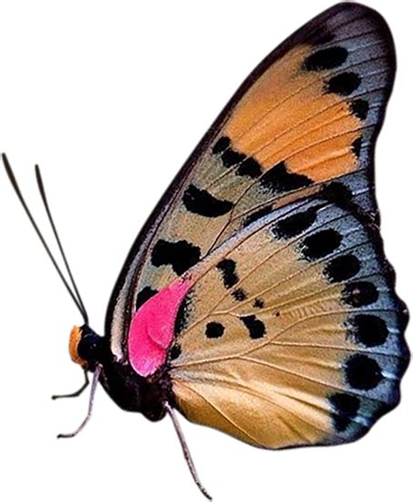 صور فراشات للتصميم والتحميل Canva