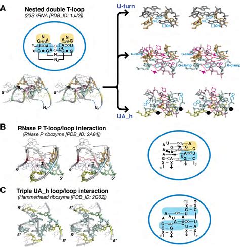 Figure S4 Additional Examples A The Nested Double T Loop Motif Is