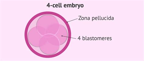 Embryonic Stage 4 Cell Embryo