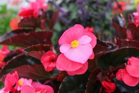 Wax Begonia Care Dminex