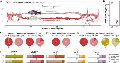 Introgression Dynamics Of Sex Linked Chromosomal Inversions Shape The Malawi Cichlid Radiation