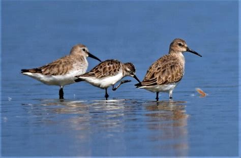 Premium Photo Birds Of A Feather Flock Together