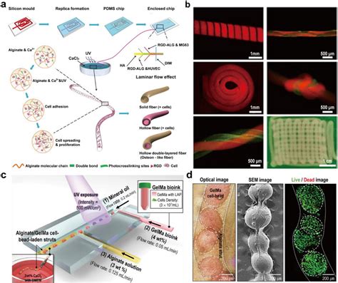 Microfluidics‐based Strategies For Cell‐laden Microfibers Production Download Scientific