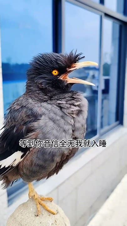 第616集｜青春狂欢节 爱鸟护鸟爱大自然 会唱歌的小八哥 Youtube