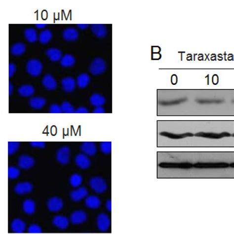 A Dapi Staining Showing The Induction Of Apoptosis In The Human Dotc2 Download Scientific