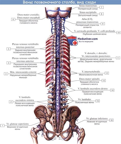 Анатомия: Позвоночные венозные сплетения. Позвоночные вены