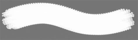 Free Photoshop Tree Plan Brushes Set 3