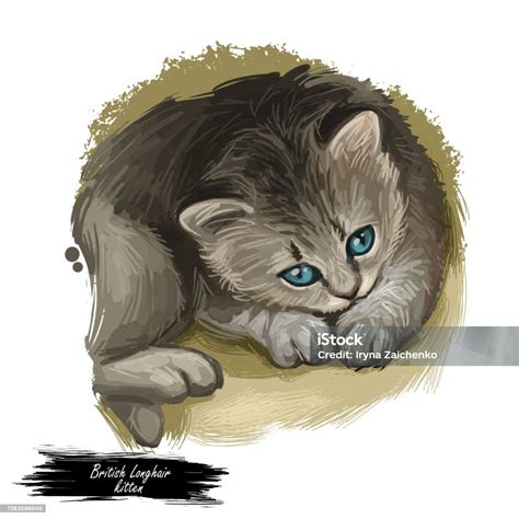 흰색 배경에 고립 된 영국 롱 헤어 고양이 웹을 위해 손으로 그린 키티의 디지털 아트 일러스트레이션 길고 우아한 새끼 고양이와 조밀하고 푹신한 흰색 색조의 코트 깊은 푸른