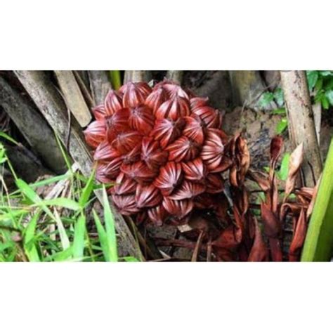 Jual Buah Dahon Buah Nipah Muda 1kg Shopee Indonesia