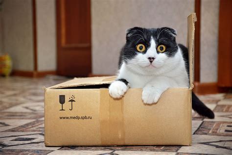 Чому коти так люблять спати в коробках?